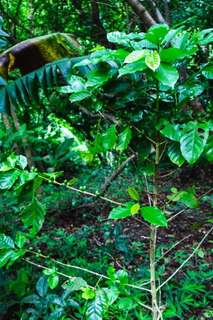 A Guide To The Best Things to See, Do and Eat in Barbados - Mondomulia