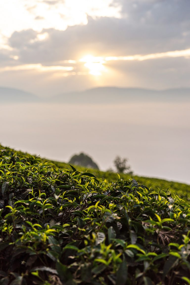 Extraordinary Journey in Rwanda with Taylors: Sorwathe Tea Estate ...