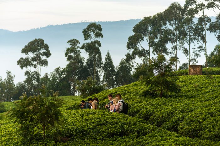 Visiting Sorwathe Tea Factory in Rwanda with Taylors | Mondomulia