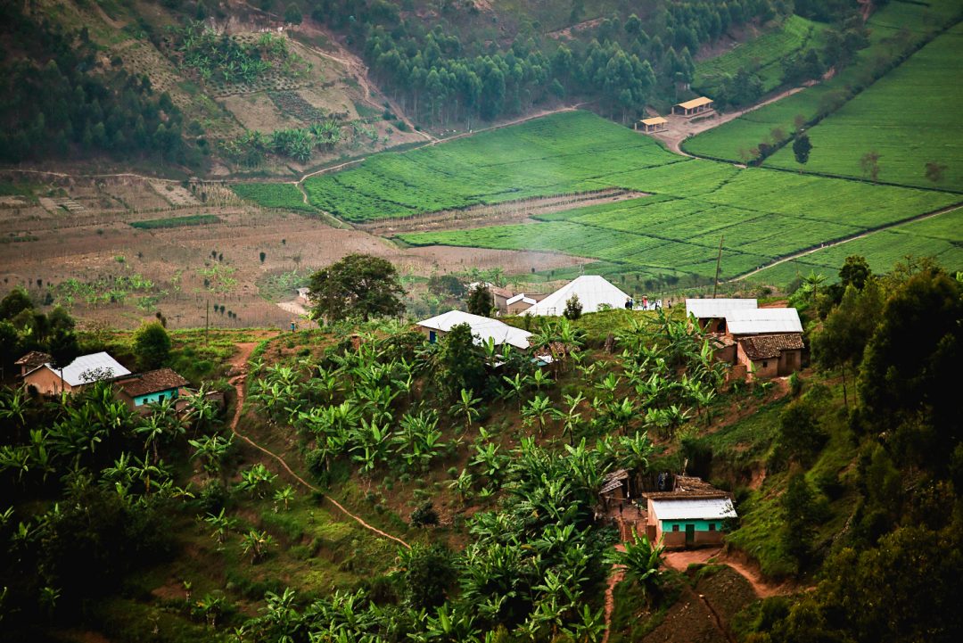 Extraordinary Journey in Rwanda with Taylors: Sorwathe Tea Estate ...